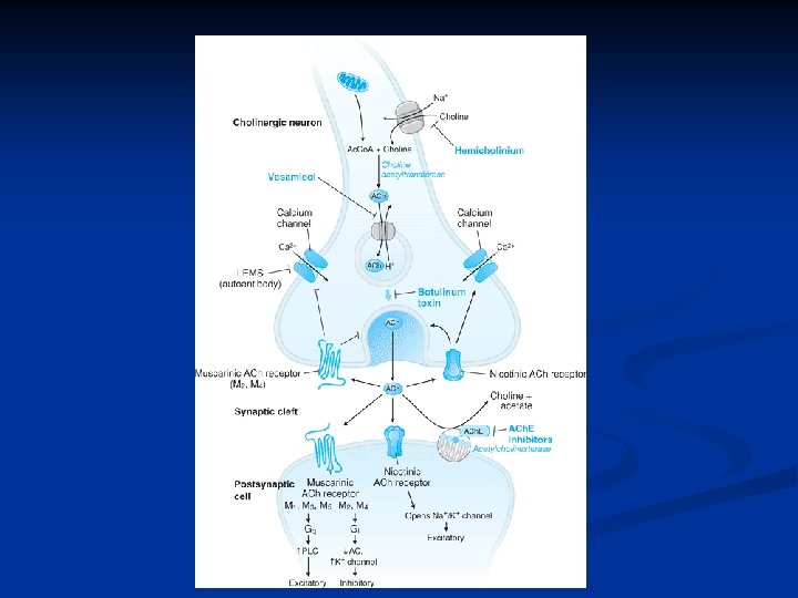 Steps of neurotransmission Steps of cholinergic neurotransmission ...