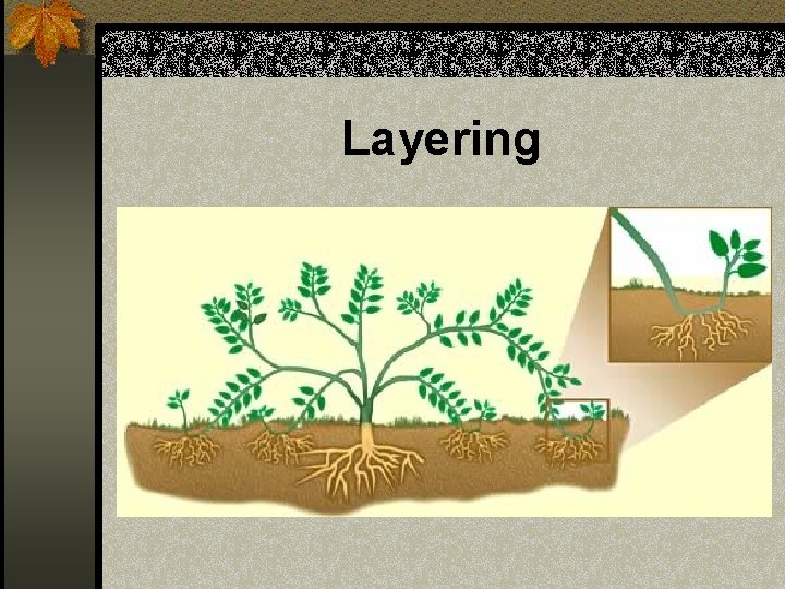 Asexual Reproduction in Plants Lorie Kempen Asexual Reproduction