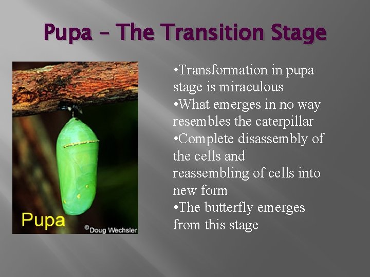 LIFE CYCLE OF A BUTTERFLY METAMORPHOSIS Biology Mr