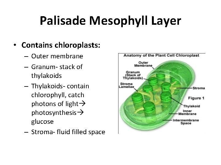 Specialized Plant Cells Transport in Leaves 9 Bio
