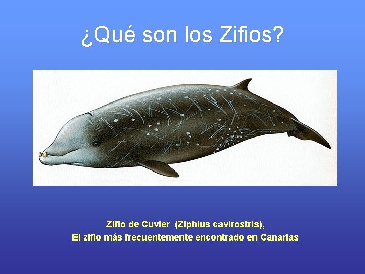 El mundo de los Zifios Cabildo de Fuerteventura