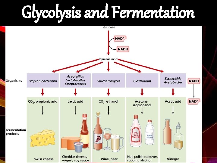 Glycolysis and Fermentation Glycolysis Glyco glucose Lyse break