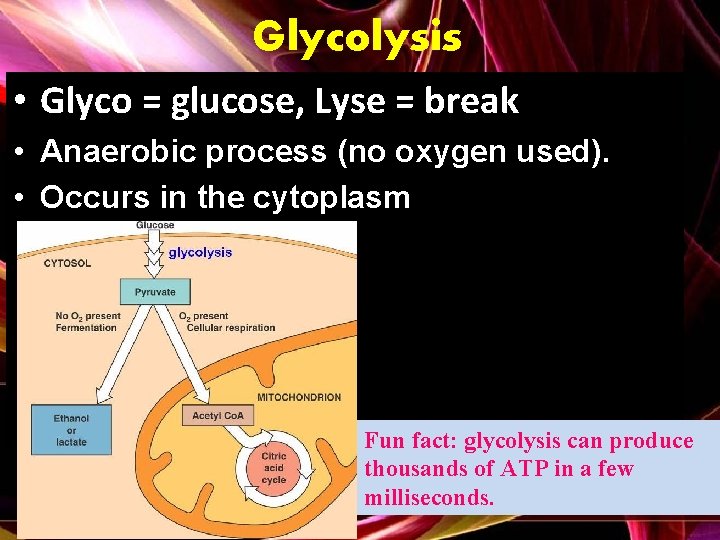 Glycolysis and Fermentation Glycolysis Glyco glucose Lyse break