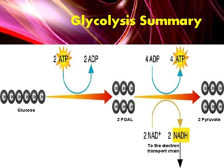 Glycolysis and Fermentation Glycolysis Glyco glucose Lyse break