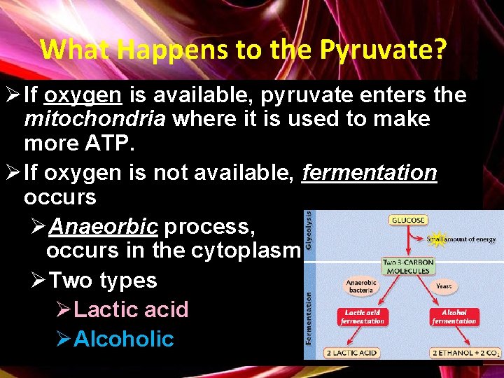 Glycolysis and Fermentation Glycolysis Glyco glucose Lyse break