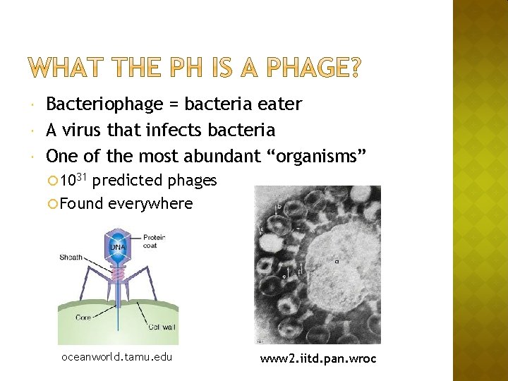 Virginia Commonwealth University Bioinformatics 252 Phage Discovery II
