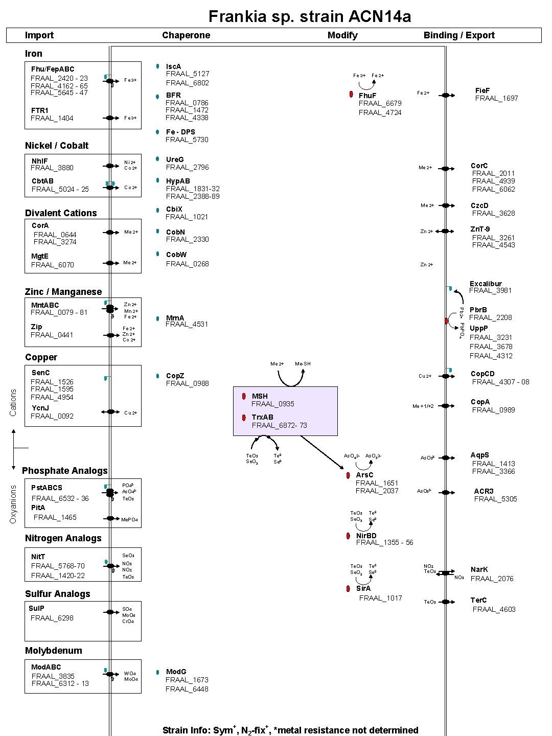 Frankia sp strain ACN 14 a Import Chaperone