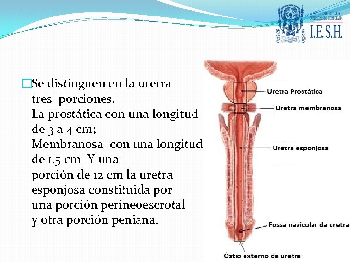 APARATO URINARIO II TEMA 8 ANATOMIA II Uretra
