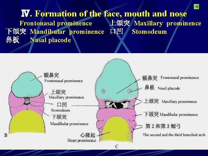 Special Embryology Development of organs and organ systems