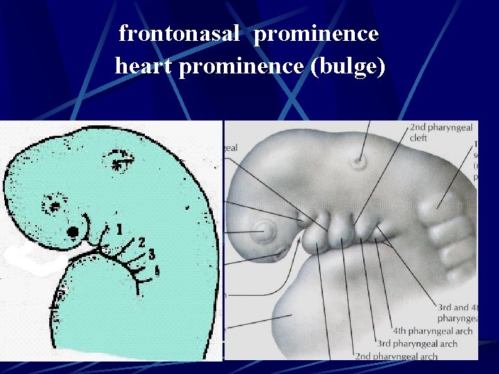 Special Embryology Development of organs and organ systems