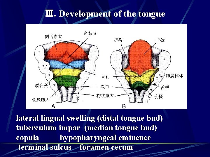 Special Embryology Development of organs and organ systems