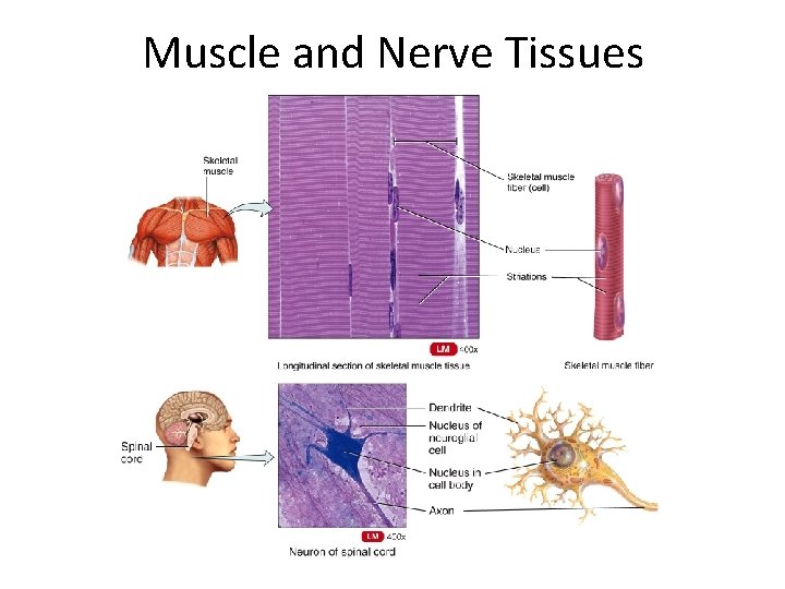 Mature Connective Tissues Bone is a connective tissue