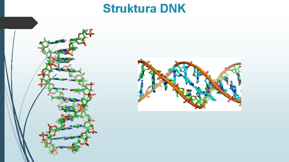 Osobine struktura i gradja DNK Ucenik Andjela Rundek