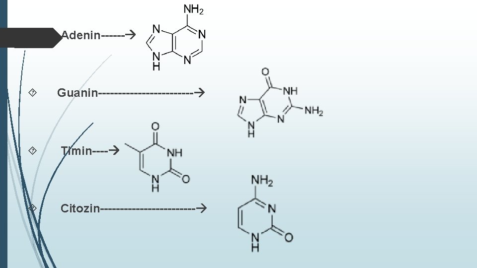 Osobine struktura i gradja DNK Ucenik Andjela Rundek
