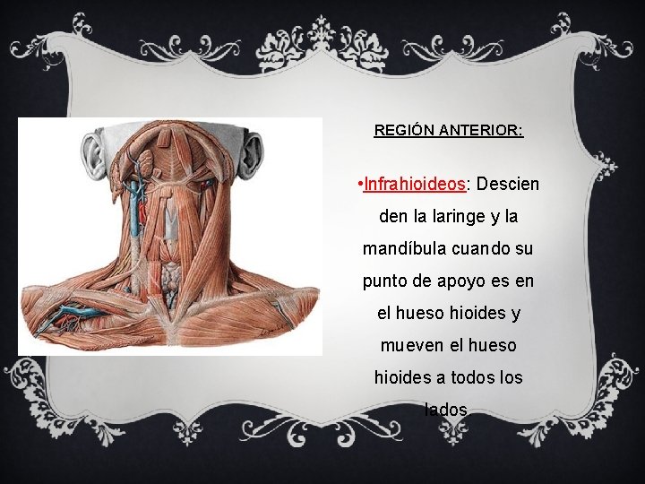 MUSCULO DEL CUELLO Origen msculo alargado y a