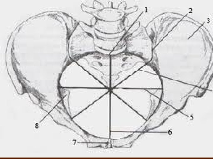 PERINEUL I CAVITATEA PERITONEAL Dr Boitor Luminita Ecaterina