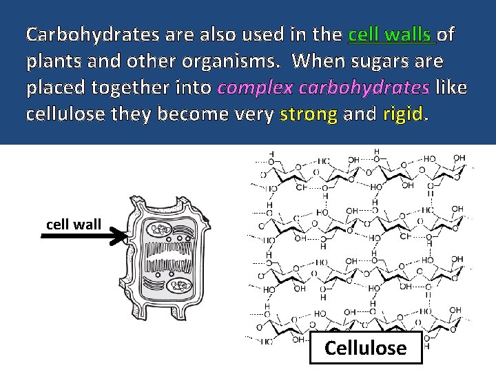 The Function of Biomolecules Carbohydrates are made of