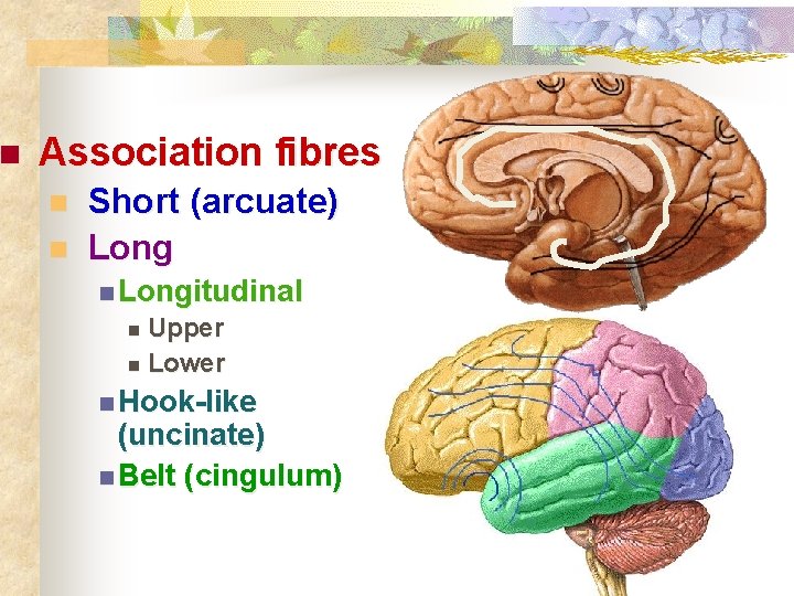 White substance of the Central Nervous System Unity