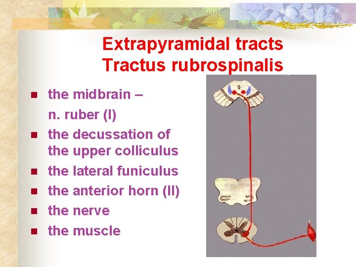 White substance of the Central Nervous System Unity
