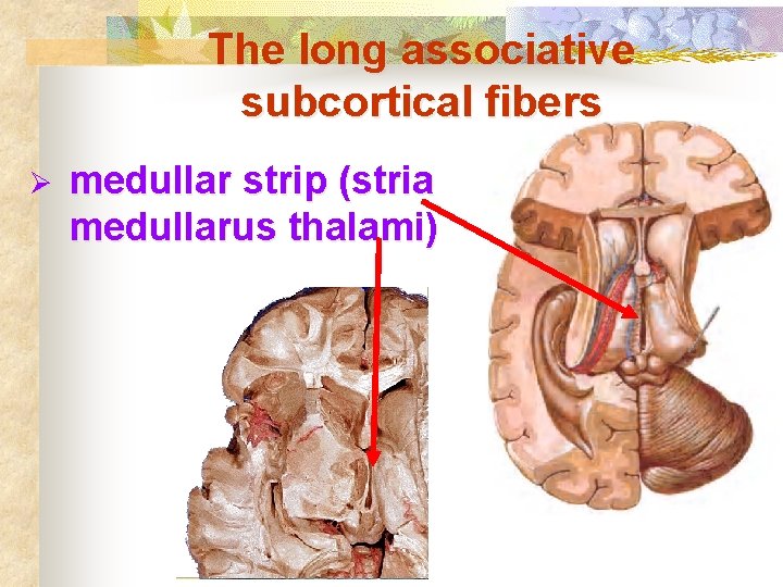 White substance of the Central Nervous System Unity