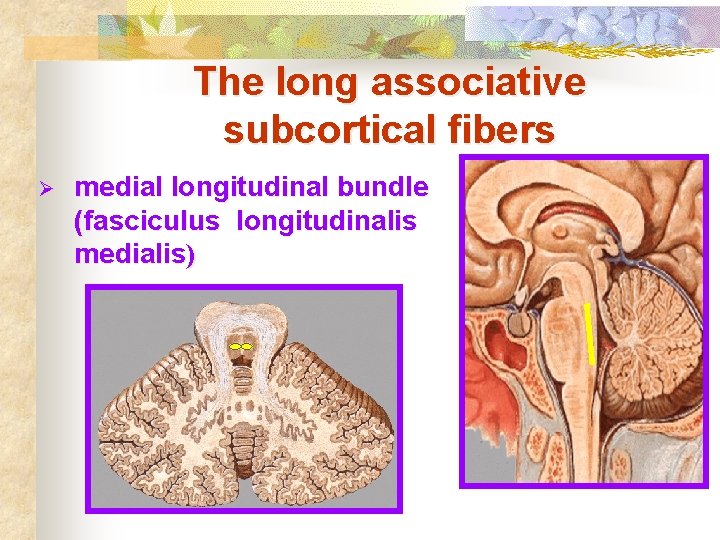 White substance of the Central Nervous System Unity