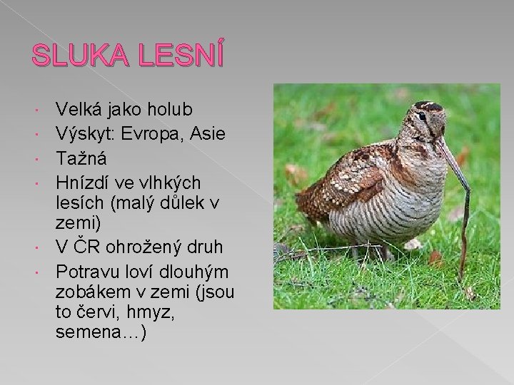 BAHCI ZNAKY Stedn velc ptci na delch nokch