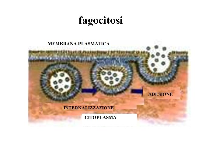 Endosoma e lisosoma S Beninati Endocitosi I meccanismi