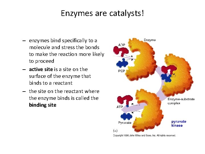 Enzymes the proteins in our body that get