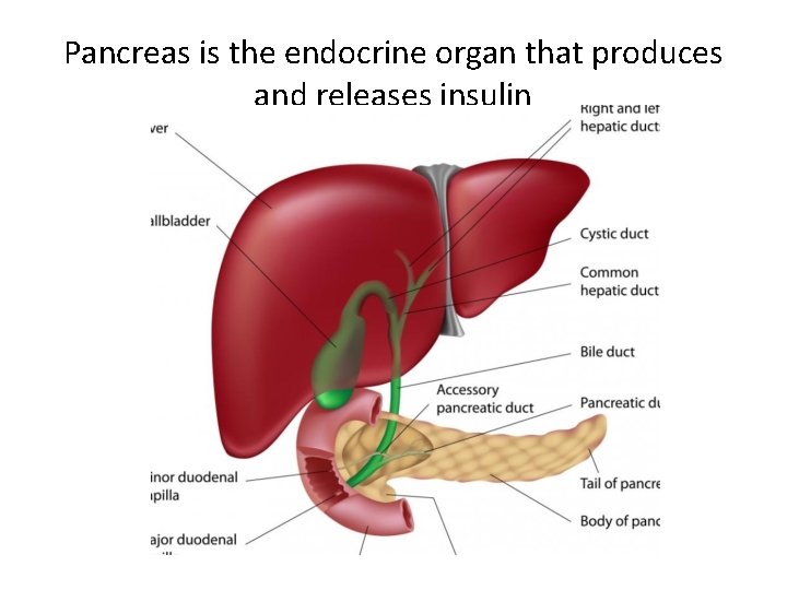 Insulin Receptor Pancreas is the endocrine organ that