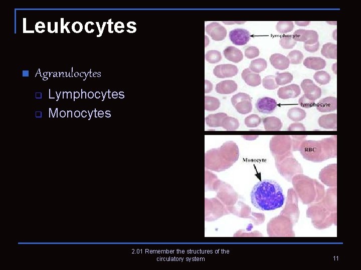 2 01 Remember the structures of the circulatory