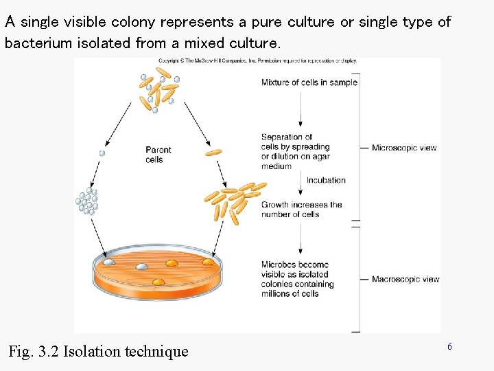 Power Point to accompany Microbiology A Systems Approach