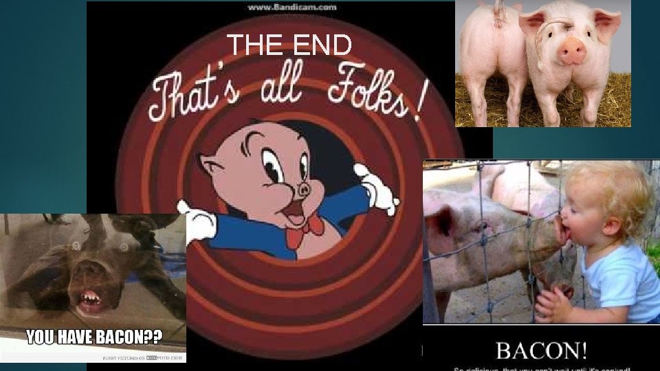 Fetal Pig Dissection BY HARPER AND JAIDEN PERIOD