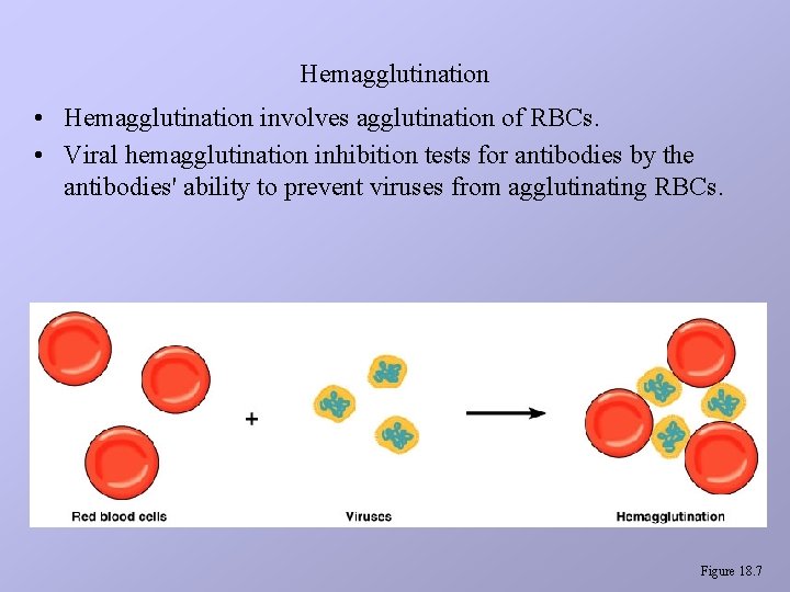 Introduction to Lab Ex 23 Hemagglutination Complement Mediated
