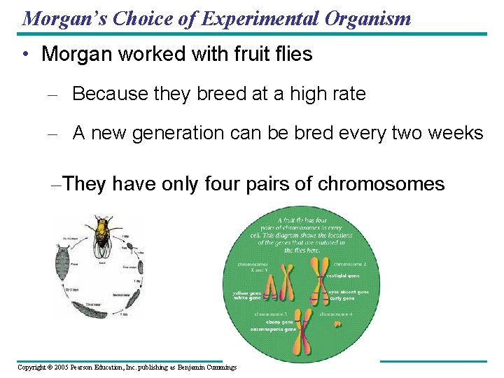 Chapter 15 The Chromosomal Basis of Inheritance Copyright
