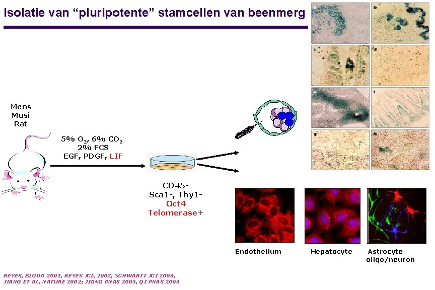 Hersenstamcellen ook na geboorte 2 subgranulaire zone hippocampale