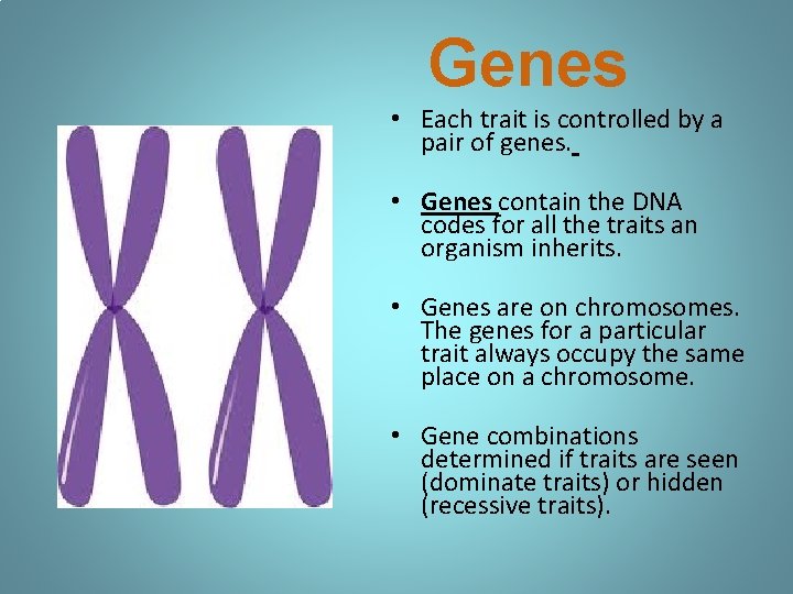 Genes and Traits Dallas Paulk History Gregor Mendel
