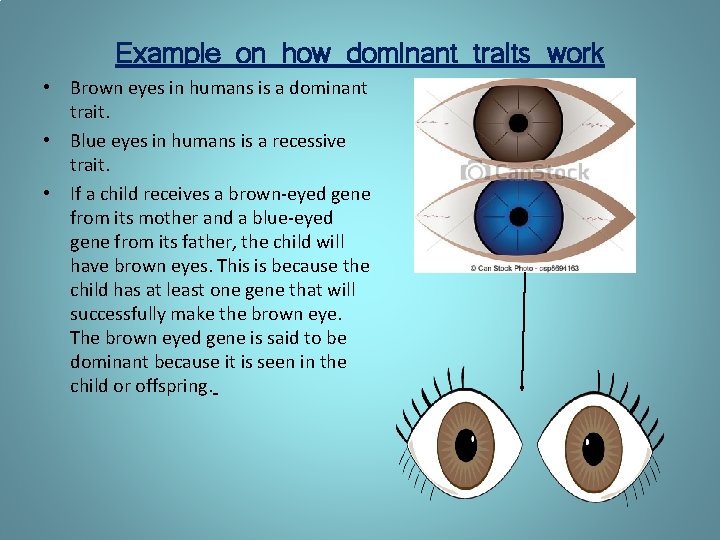 Genes and Traits Dallas Paulk History Gregor Mendel