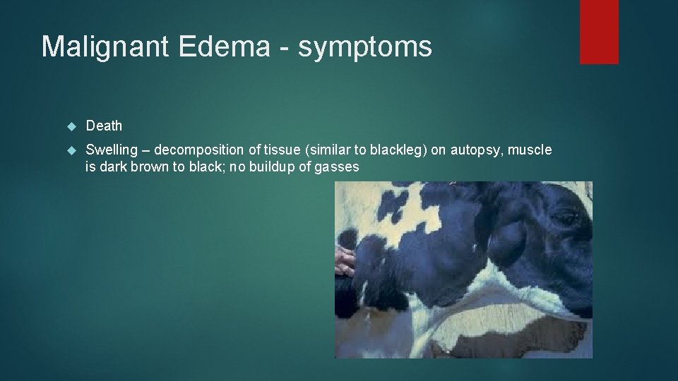 Diseases of Beef Cattle INTRO TO ANIMAL SCIENCE
