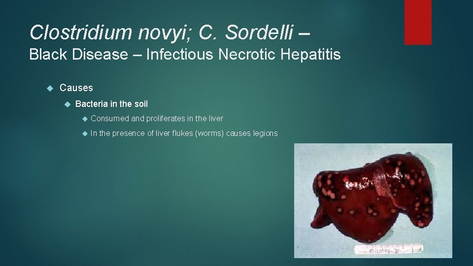 Diseases of Beef Cattle INTRO TO ANIMAL SCIENCE