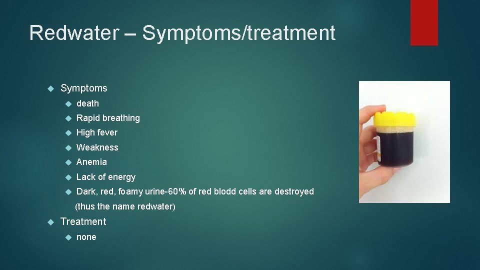 Diseases of Beef Cattle INTRO TO ANIMAL SCIENCE