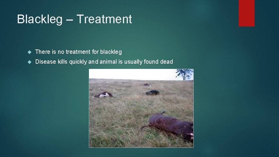 Diseases of Beef Cattle INTRO TO ANIMAL SCIENCE