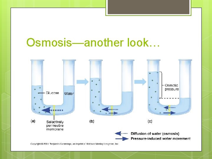 DO NOW Describe the movement of water molecules