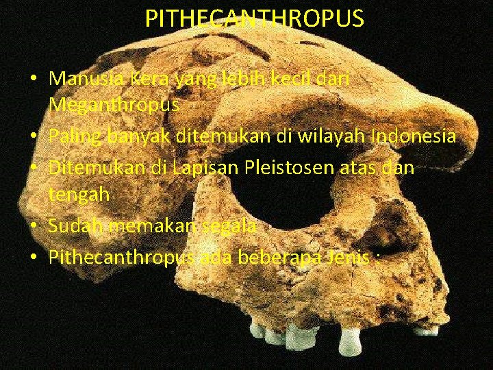MANUSIA PURBA DI INDONESIA TEORI EVOLUSI CHARLES DARWIN