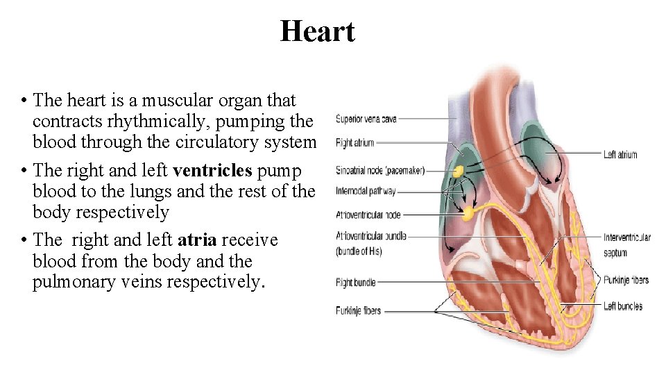 The Circulatory System The Circulatory System pumps and