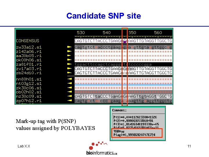 SNPs and Haplotypes Lab session Gabor T Marth