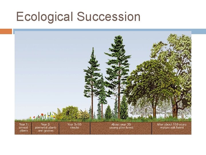 CH 5 HOW ECOSYSTEMS WORK Section 3 How