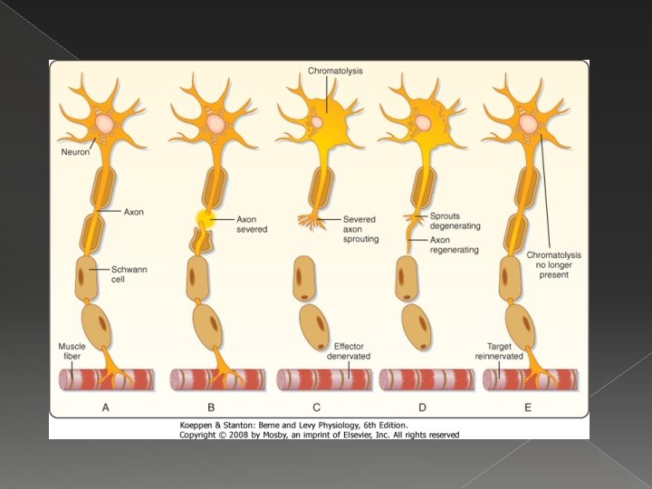 PROPERTIES OF NERVE FIBRES IMPORTANT PROPERTIES Excitability Conductivity