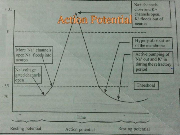 PROPERTIES OF NERVE FIBRES IMPORTANT PROPERTIES Excitability Conductivity