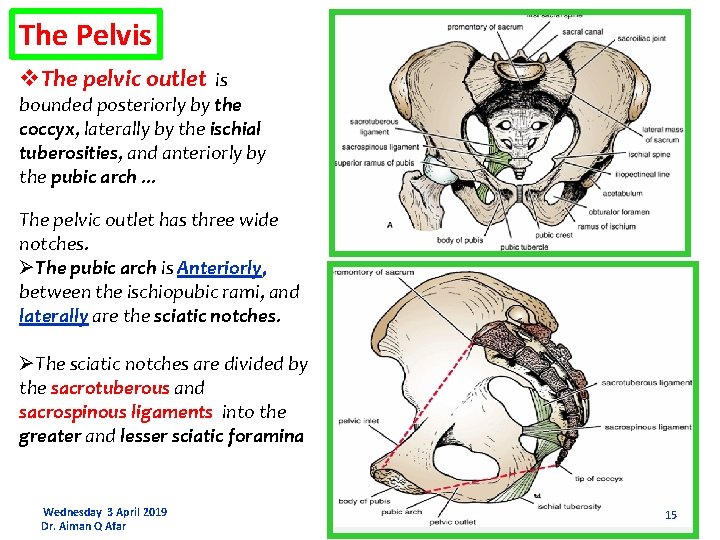 UROGENITAL SYSTEM THE PELVIC WALLS PELVIC DIAPHRAGM Dr
