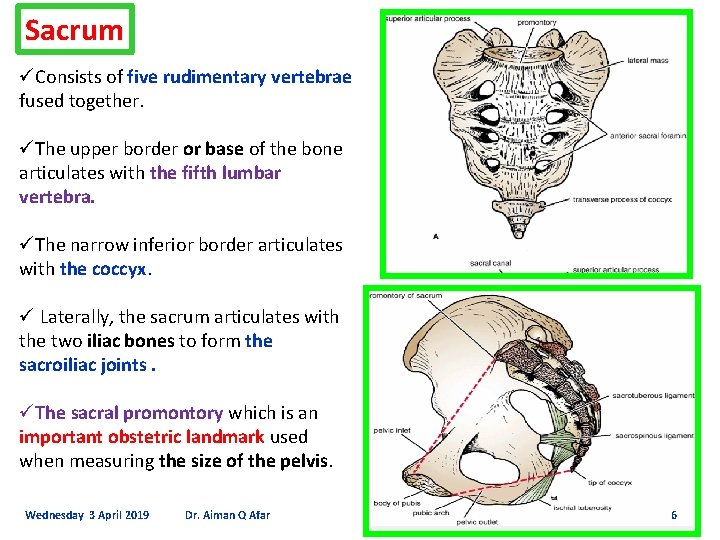 UROGENITAL SYSTEM THE PELVIC WALLS PELVIC DIAPHRAGM Dr
